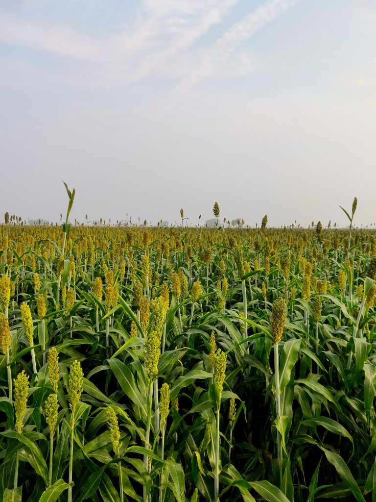 jowar crop - PixaHive