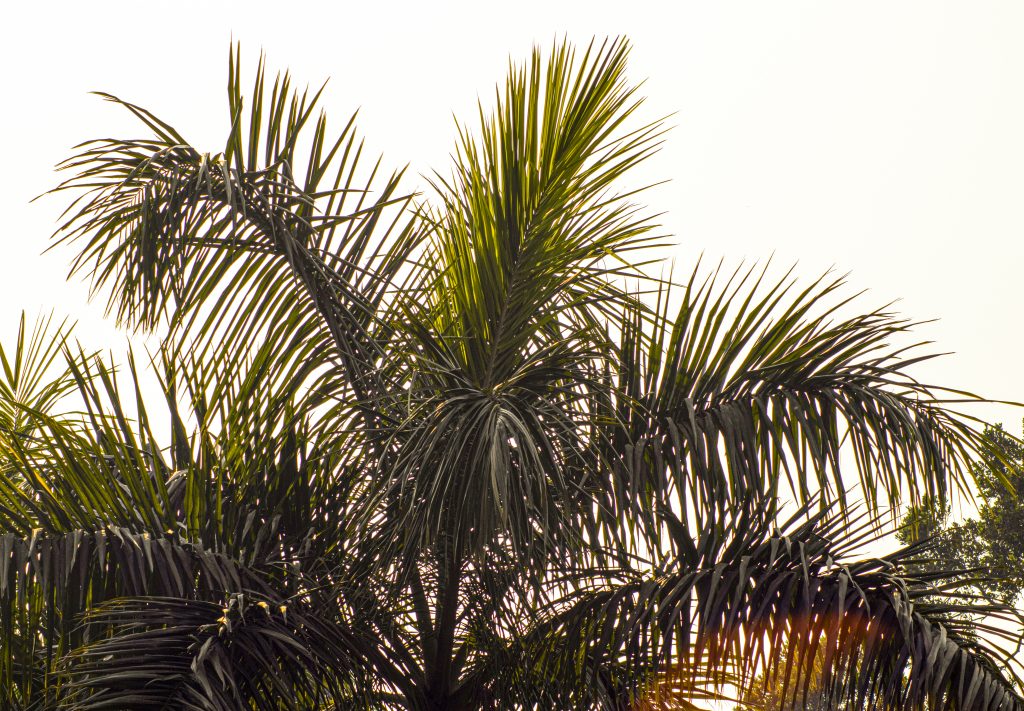 plam tree - PixaHive