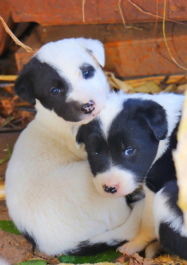 puppies with patches - PixaHive