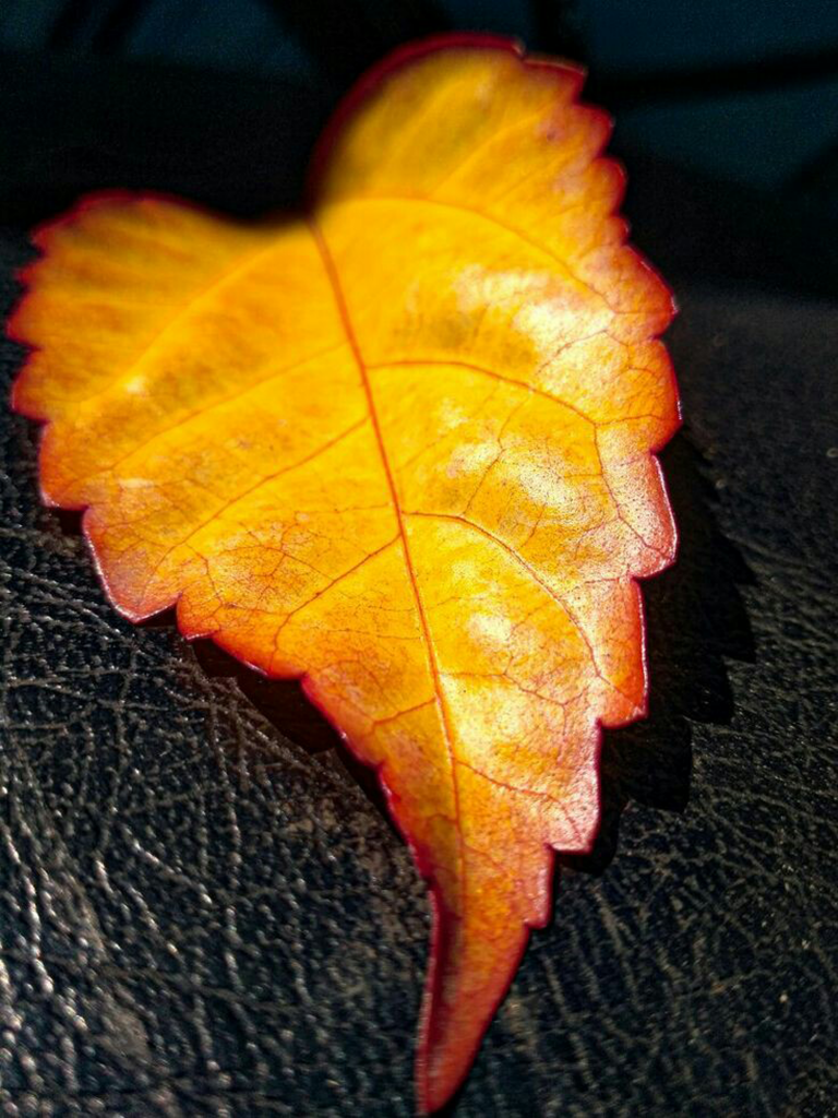 a yellow leaf with red edges on a leather texture - PixaHive