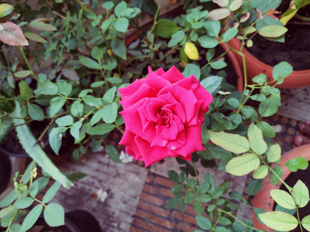 rose plant - PixaHive