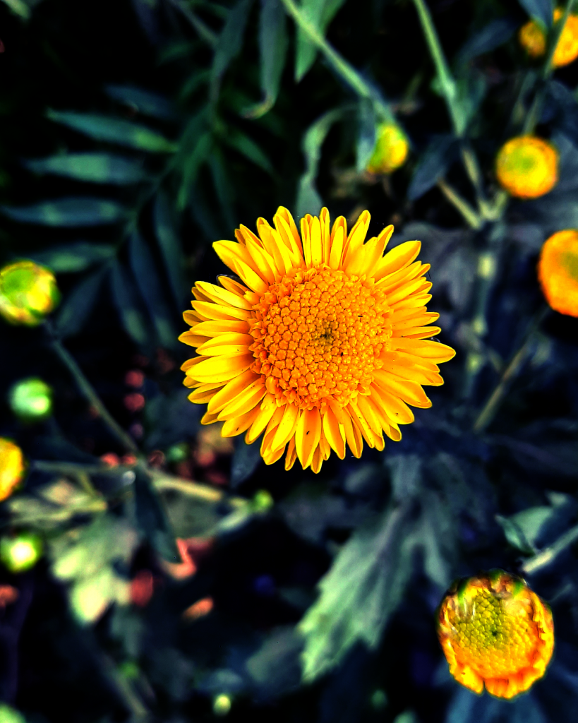 yellow flower in sunlight with its details - PixaHive
