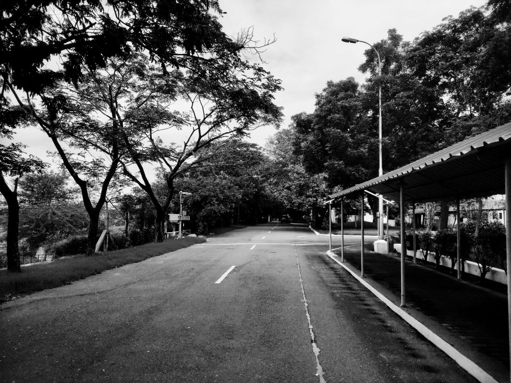 the path among trees - PixaHive