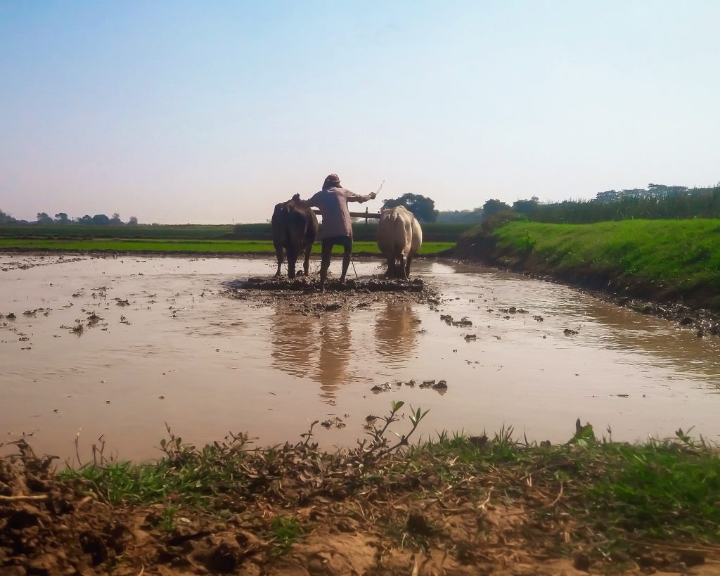 traditional farming - PixaHive