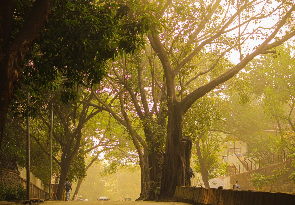 trees in a row - PixaHive