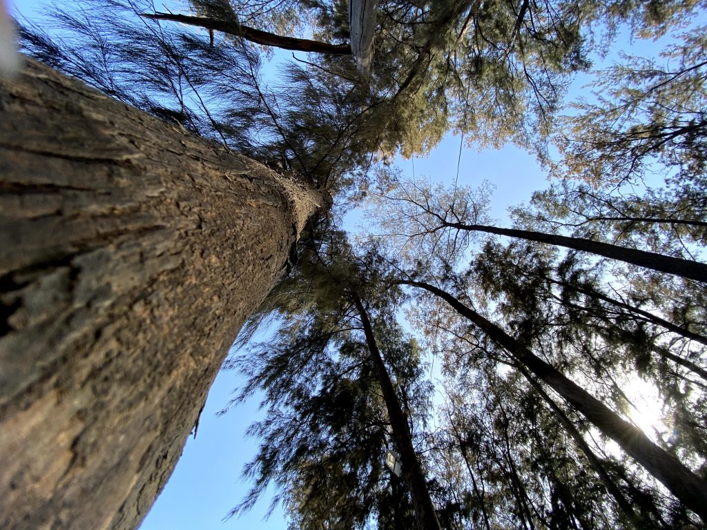 watching trees - PixaHive