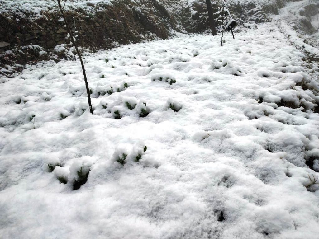 White snow - PixaHive