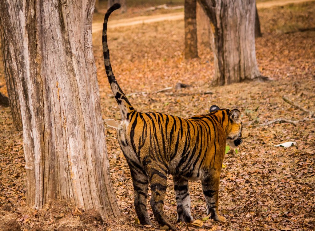 A Beautiful Tigress Scent Marking - PixaHive