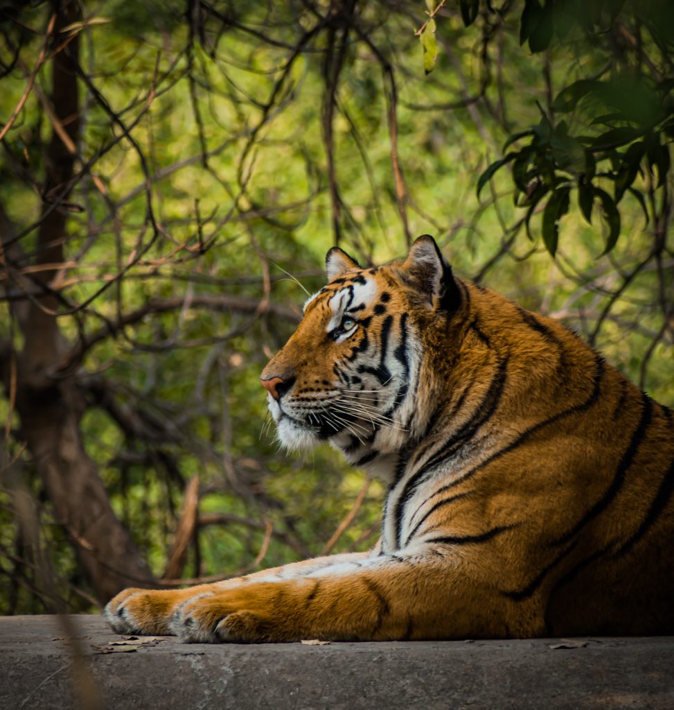 A Bengal tiger - PixaHive