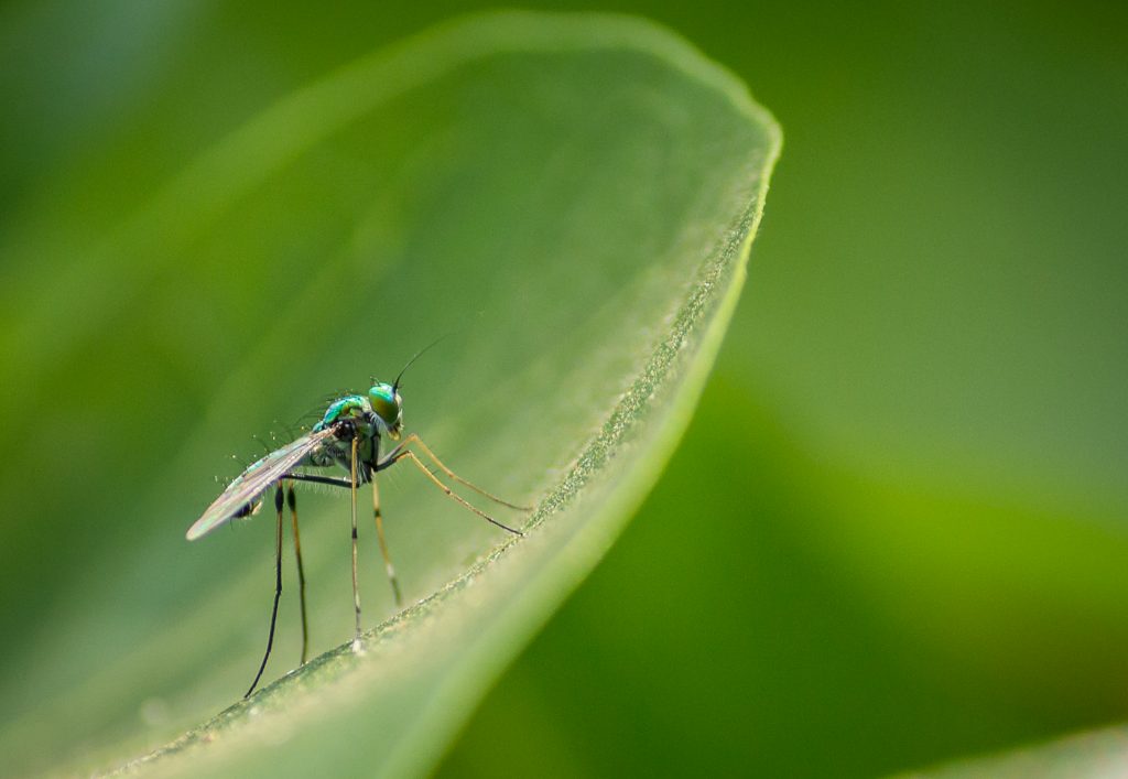 A Fly resting on a Leaf - PixaHive