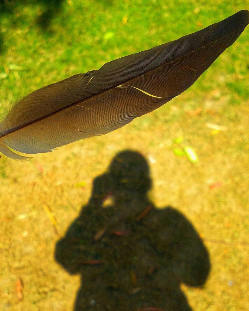 A bird's feather and shadow - PixaHive