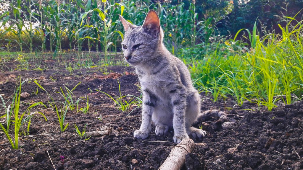 A cat in a field - PixaHive