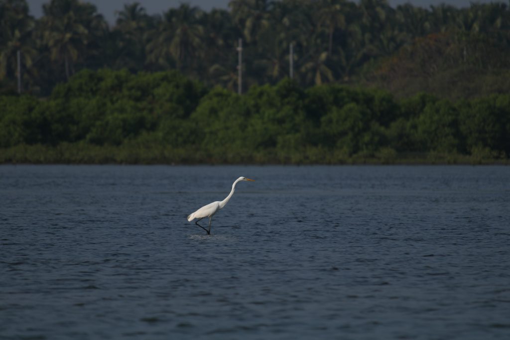 A crane bird in a river. - PixaHive