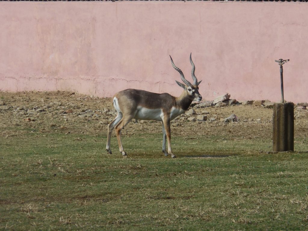 A deer in a zoo - PixaHive