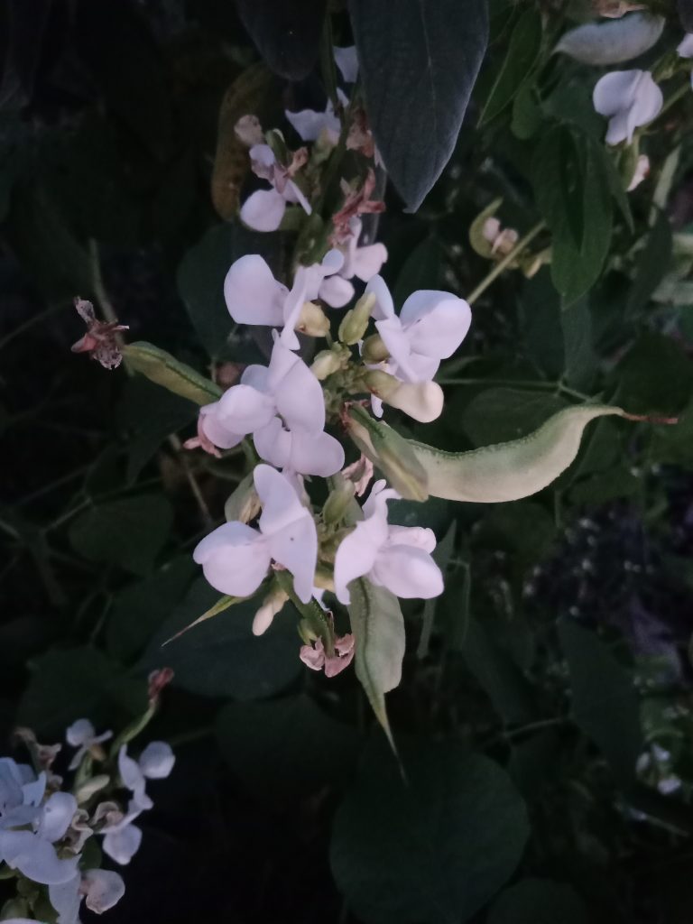 A dolichos bean - PixaHive