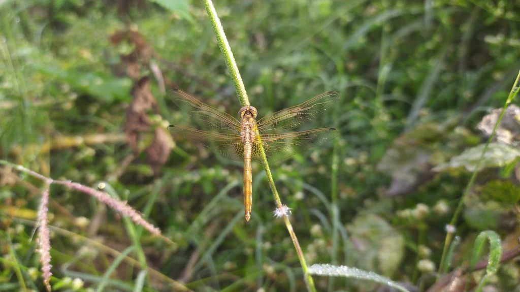 A dragonfly on stem - PixaHive