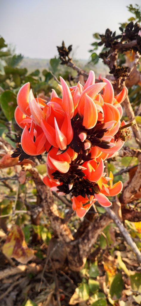 A flowering plant - PixaHive