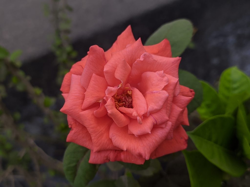 A fresh rose - PixaHive