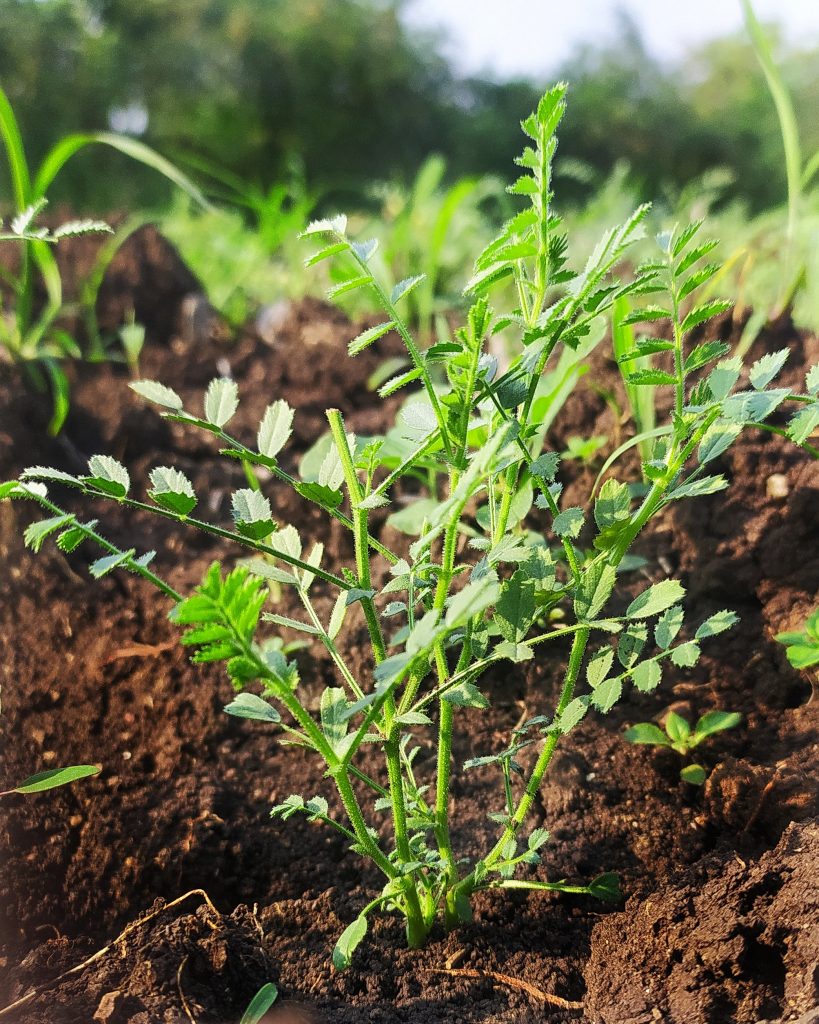 A gram plant - PixaHive