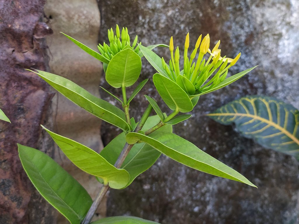 Plant macro view - PixaHive