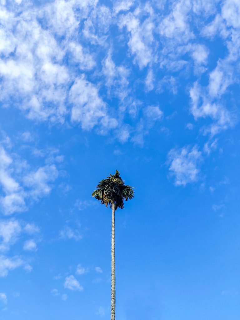 A high coconut tree - PixaHive
