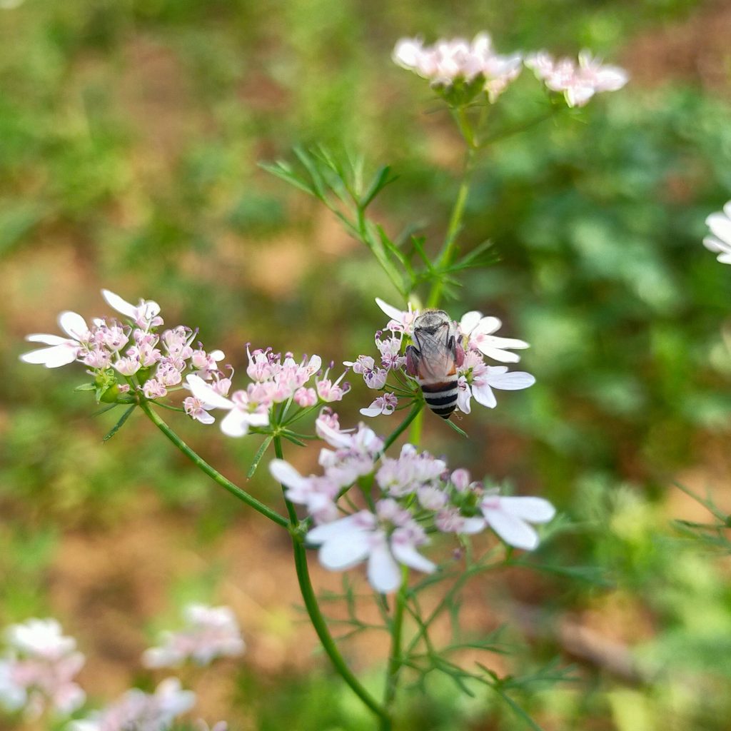A honey bee on flowering plant - PixaHive