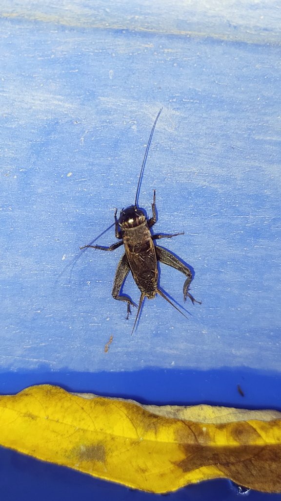 A junebug on wall - PixaHive