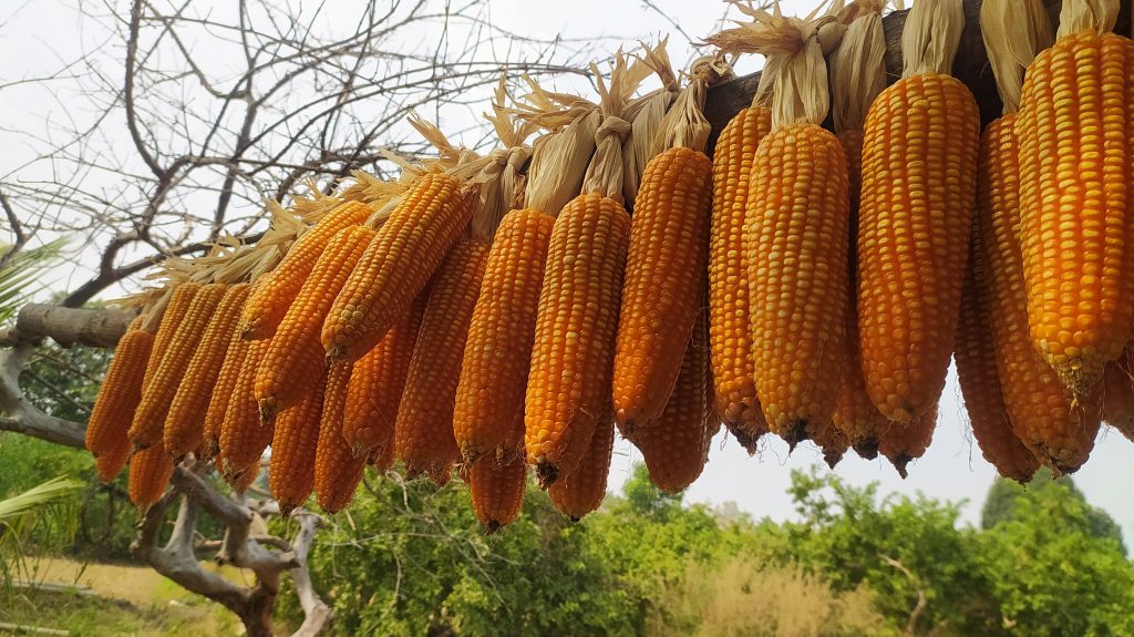 Maize hanging on wood block - PixaHive