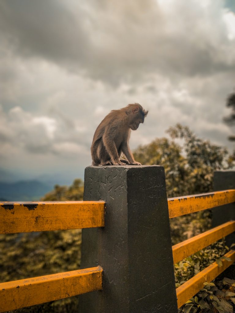 A monkey sitting on a hand rail - PixaHive