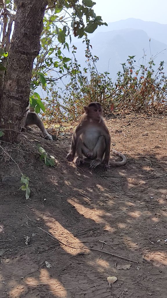 A monkey under a tree - PixaHive