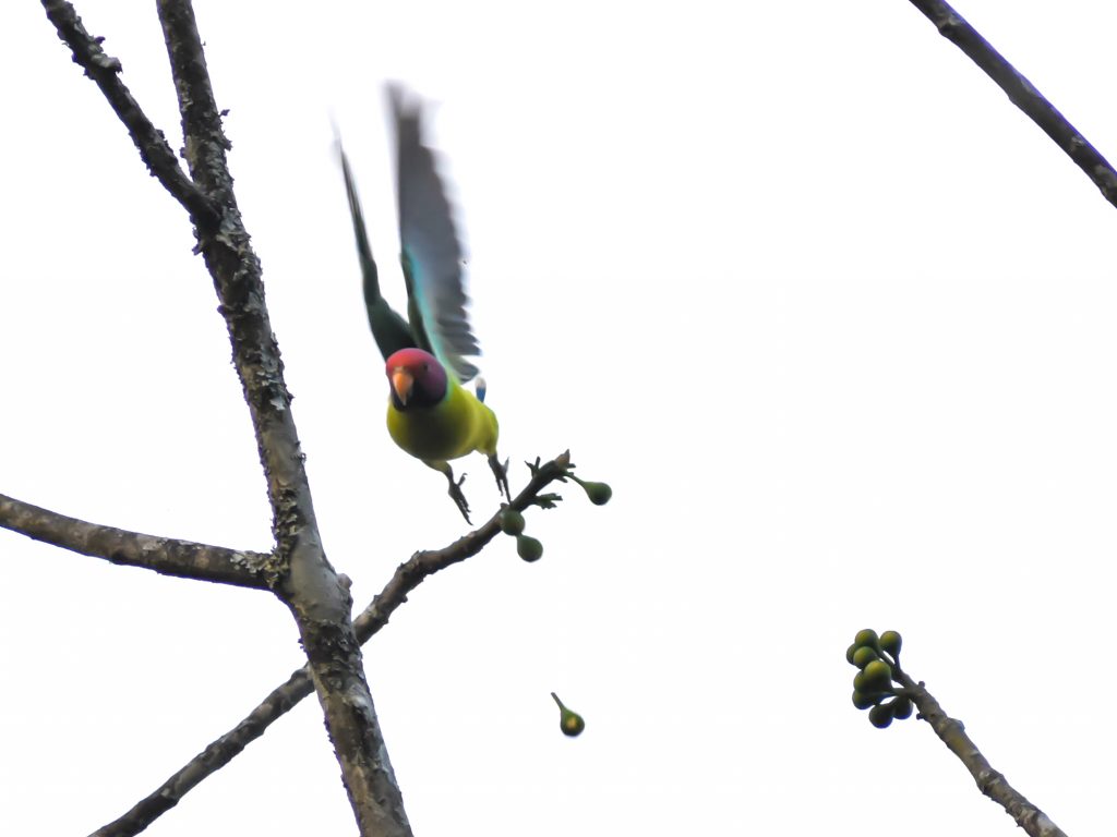 A parrot jumping from a twig - PixaHive