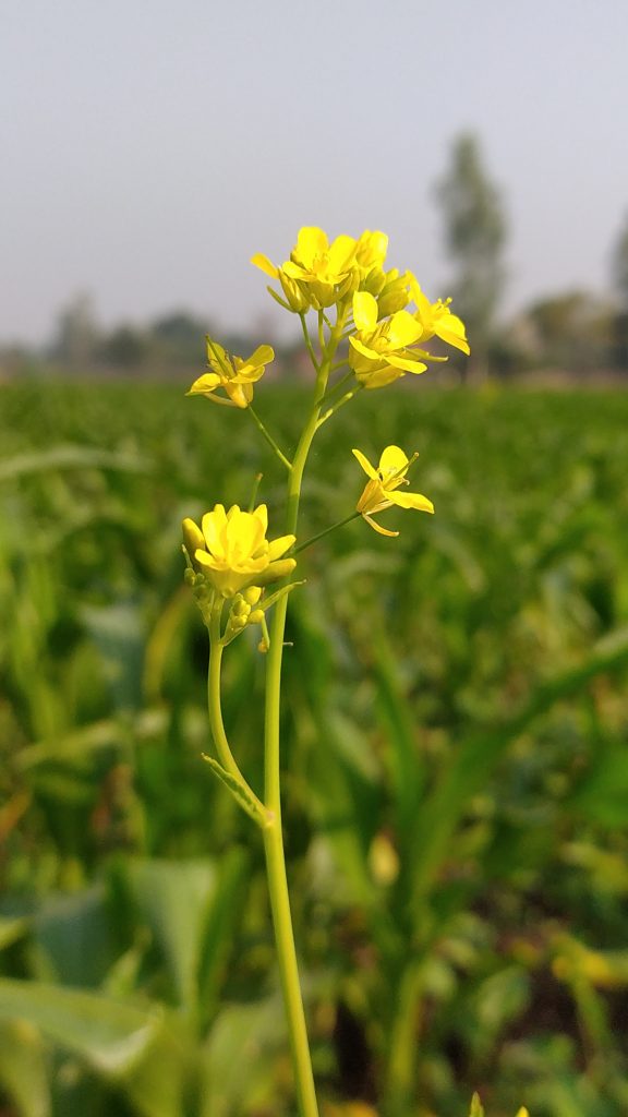 A rapeseed plant - PixaHive