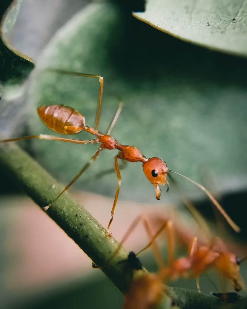A red ant on plant leaf - PixaHive
