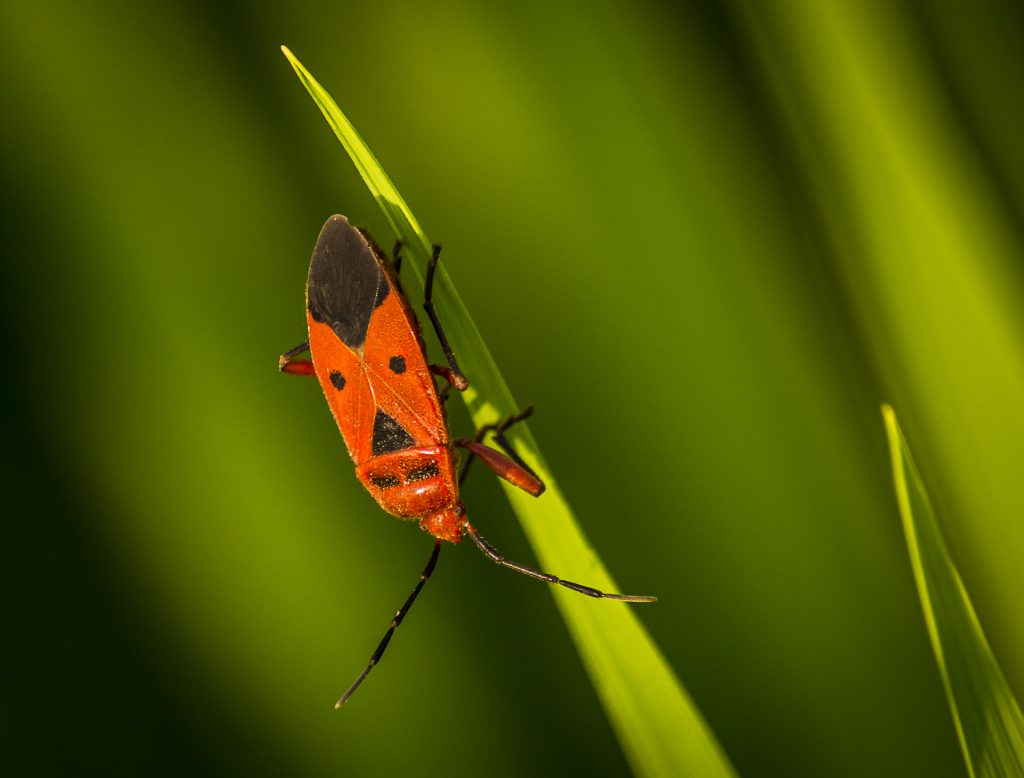 A red bug on a leaf - PixaHive