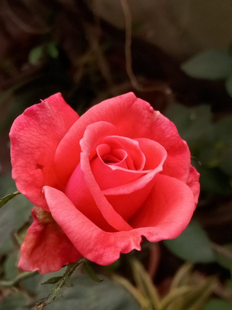 A red rose - PixaHive