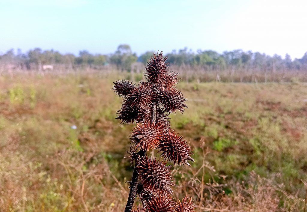 A sharp plant in farm - PixaHive