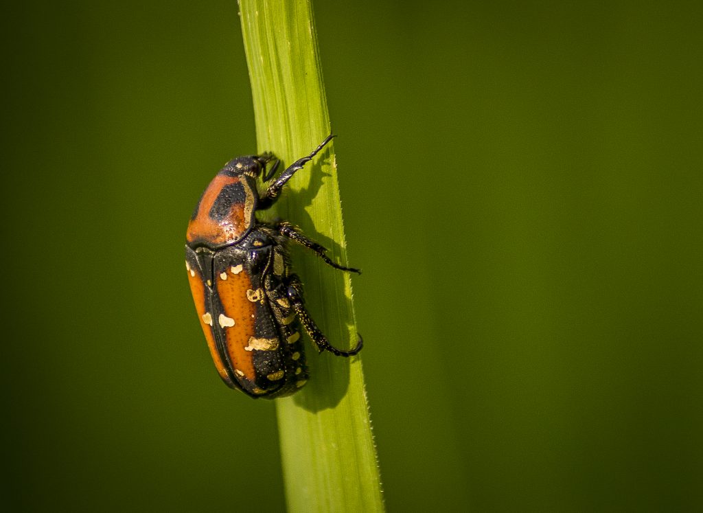 A shield Bug on a Twig - PixaHive