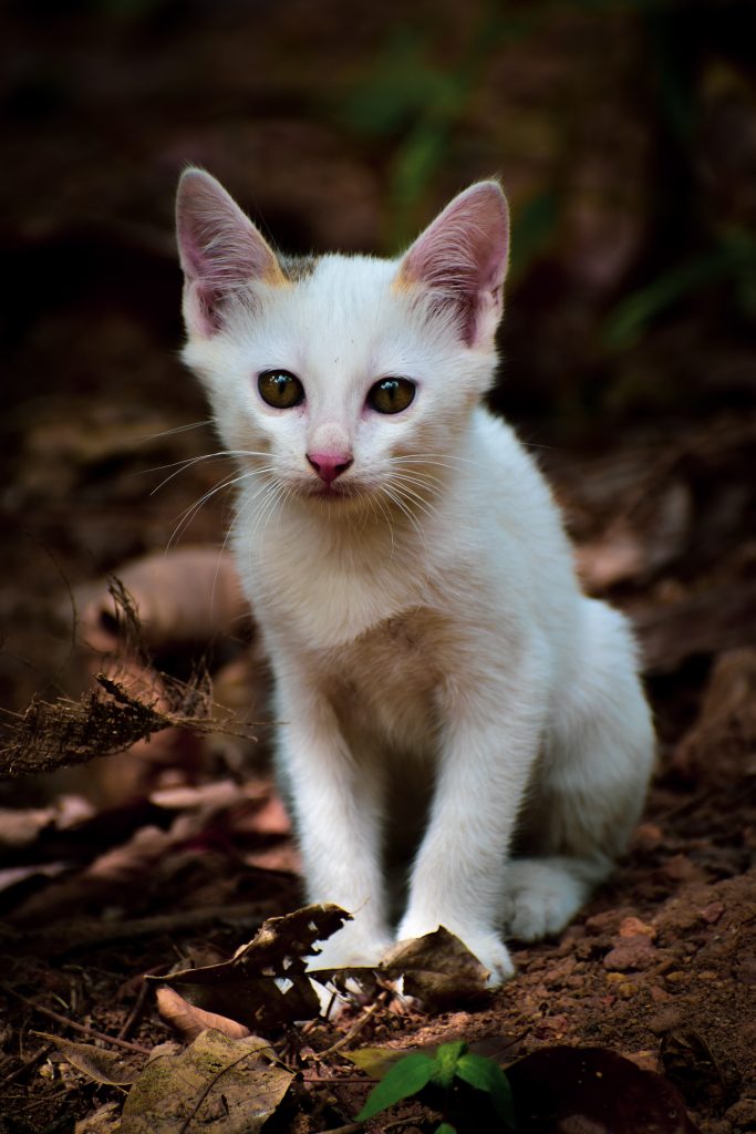 A white kitten - PixaHive