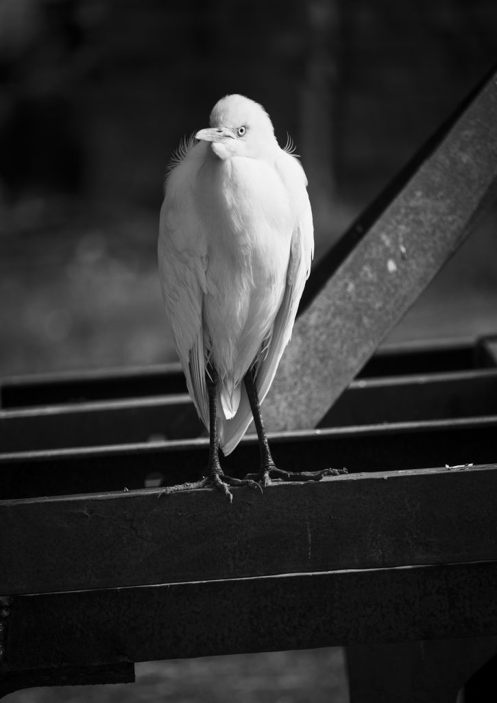 Aggressive stare - PixaHive