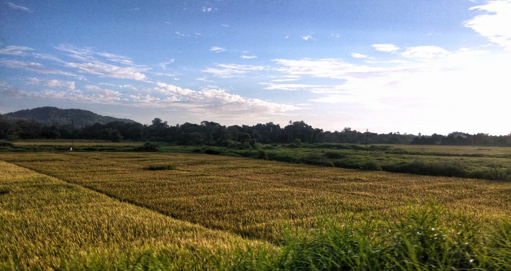 Agriculture land in Margao, South Goa - PixaHive