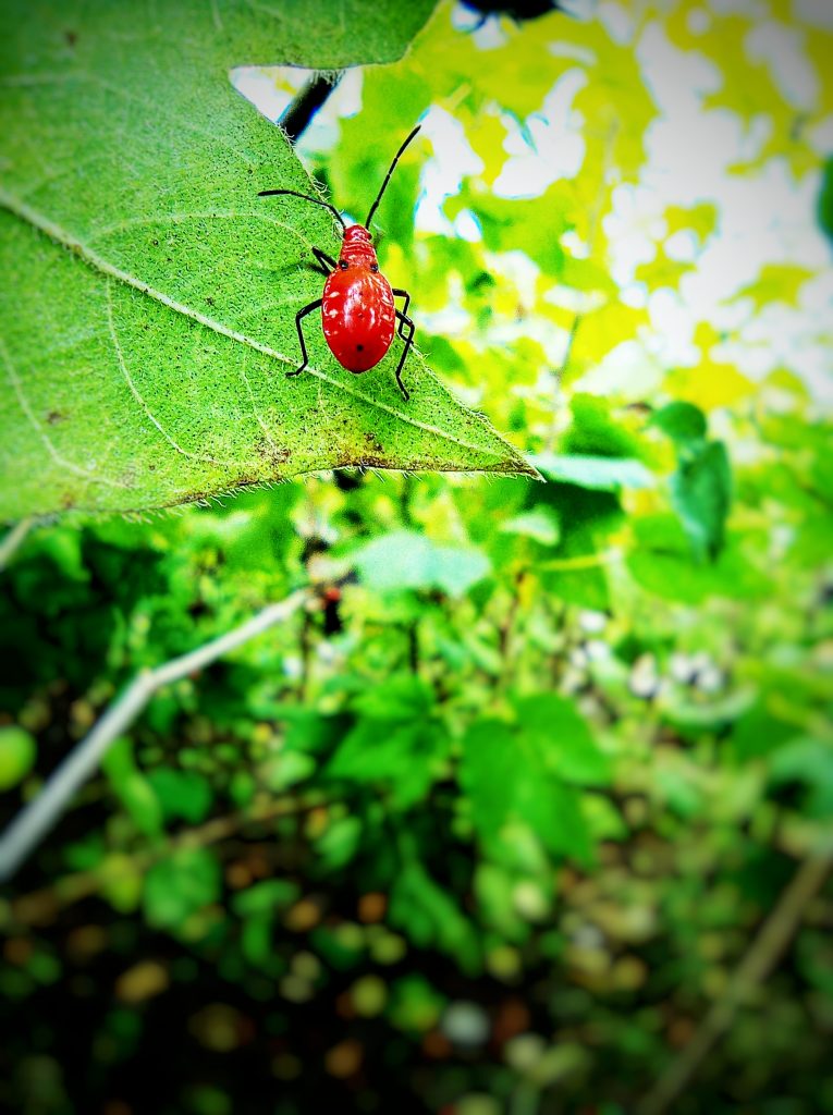 An insect on a leaf - PixaHive