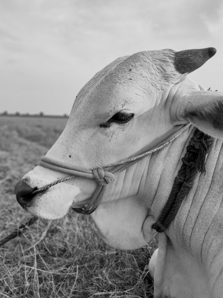 An ox - Free Image by Tharun Teja Reddy on PixaHive.com
