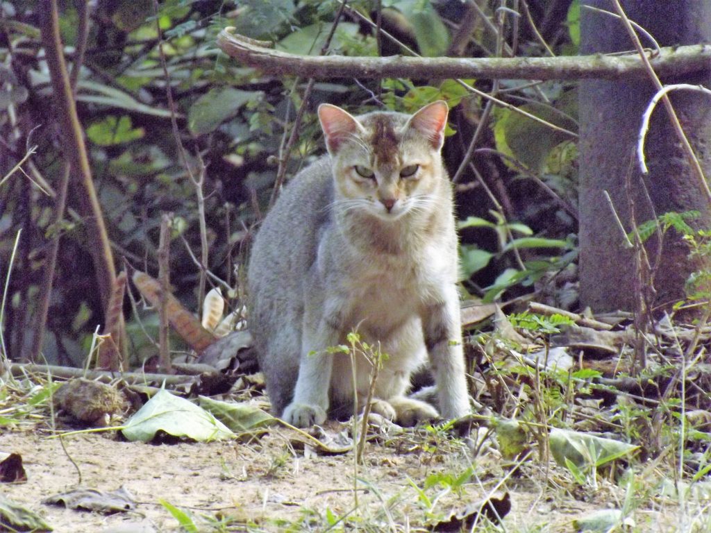 Angry cat in forest - PixaHive