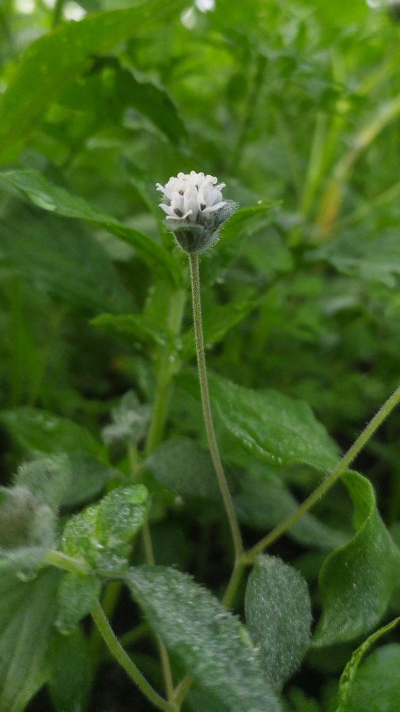 Antennaria plantaginifolia - PixaHive