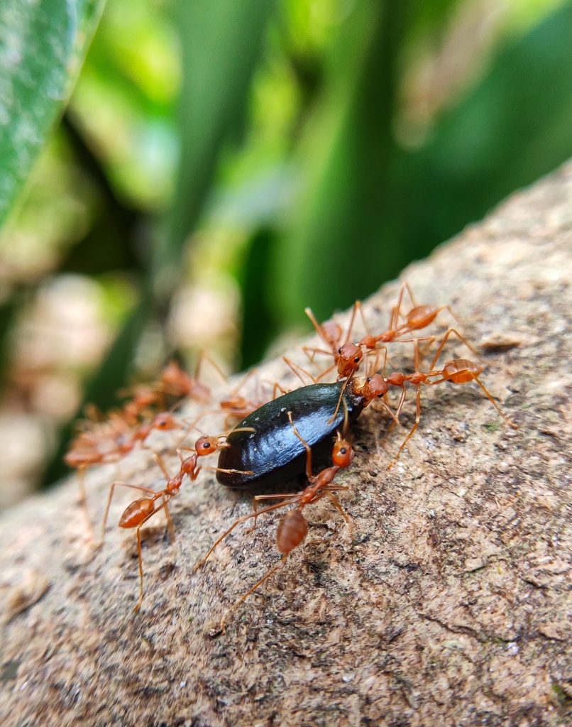 Ants hunting an insect - PixaHive