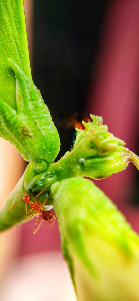Ants on a plant - PixaHive
