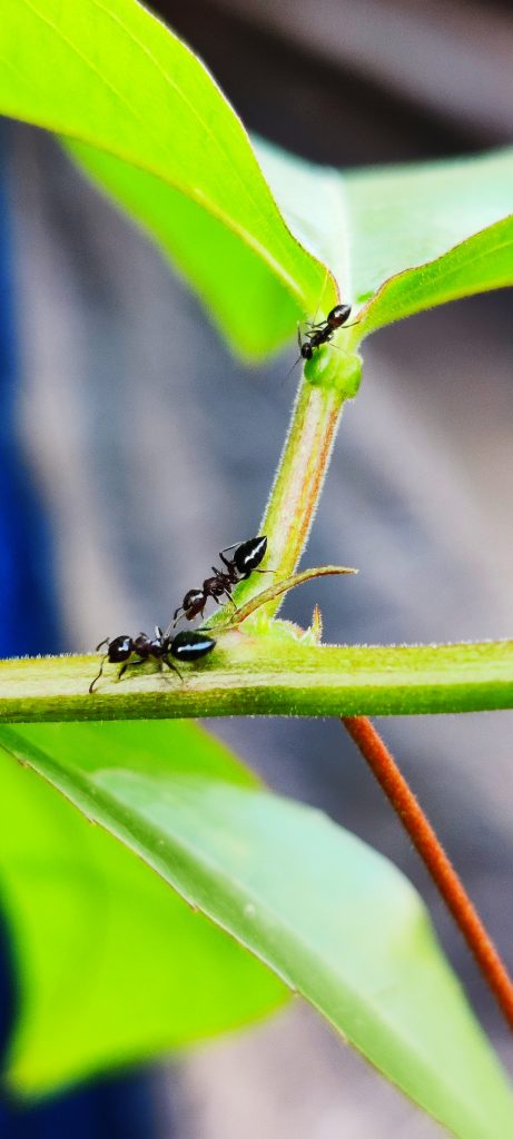 Ants on a plant - PixaHive
