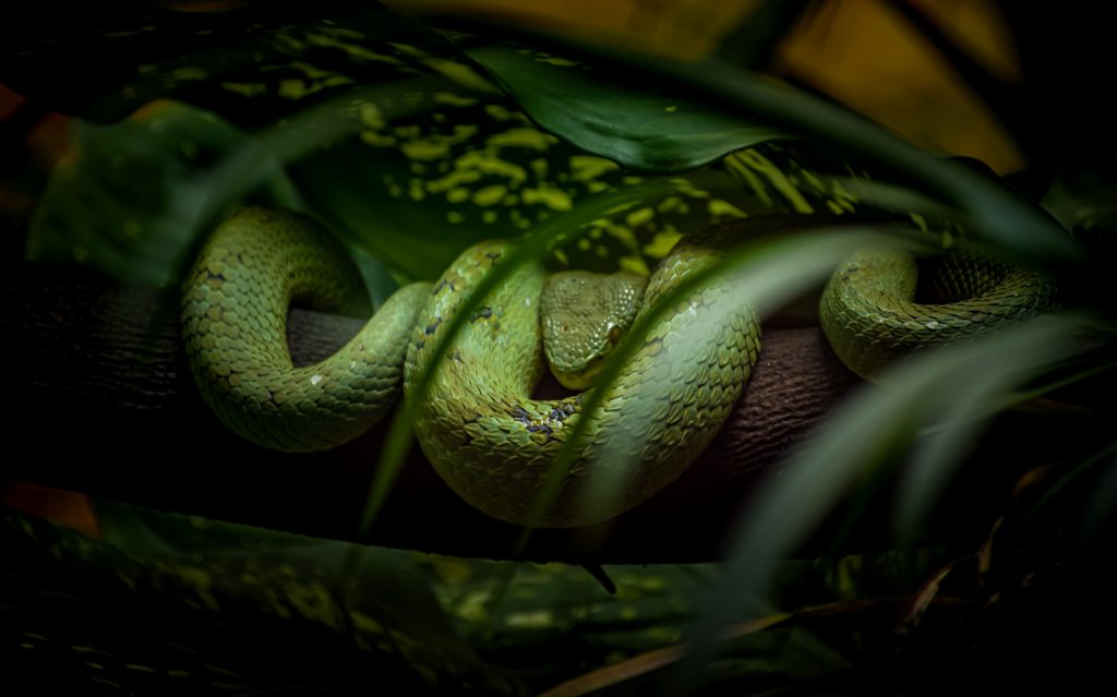 Bamboo pit viper - PixaHive