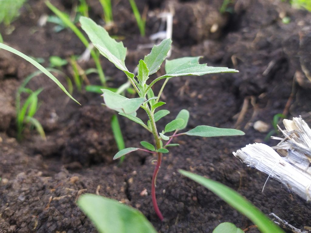 Bathua plant - PixaHive