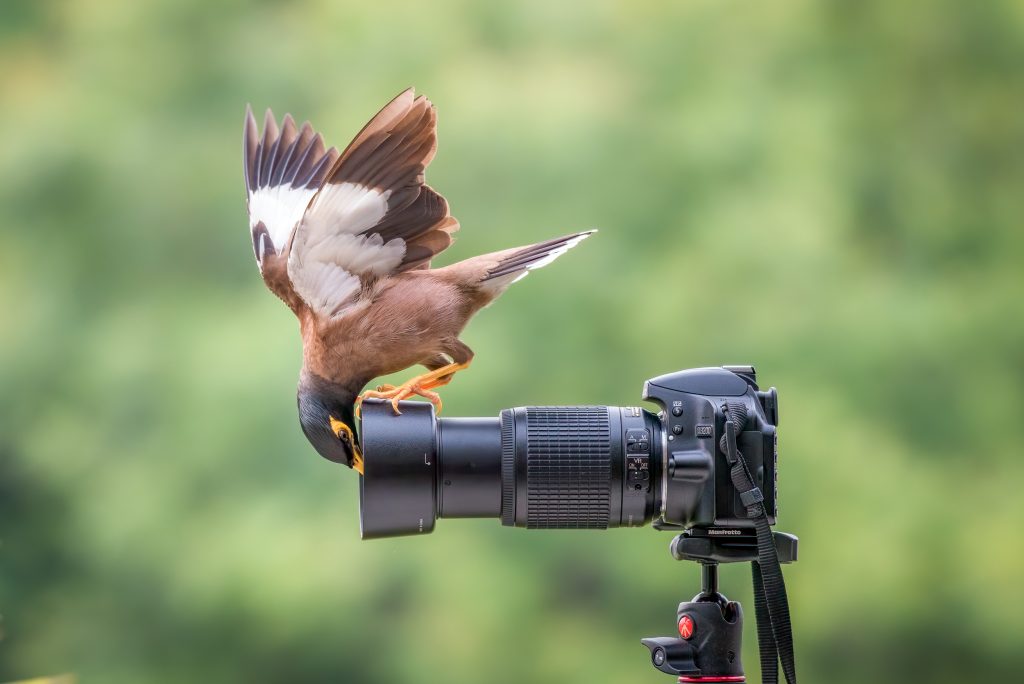 A bird on a camera - PixaHive